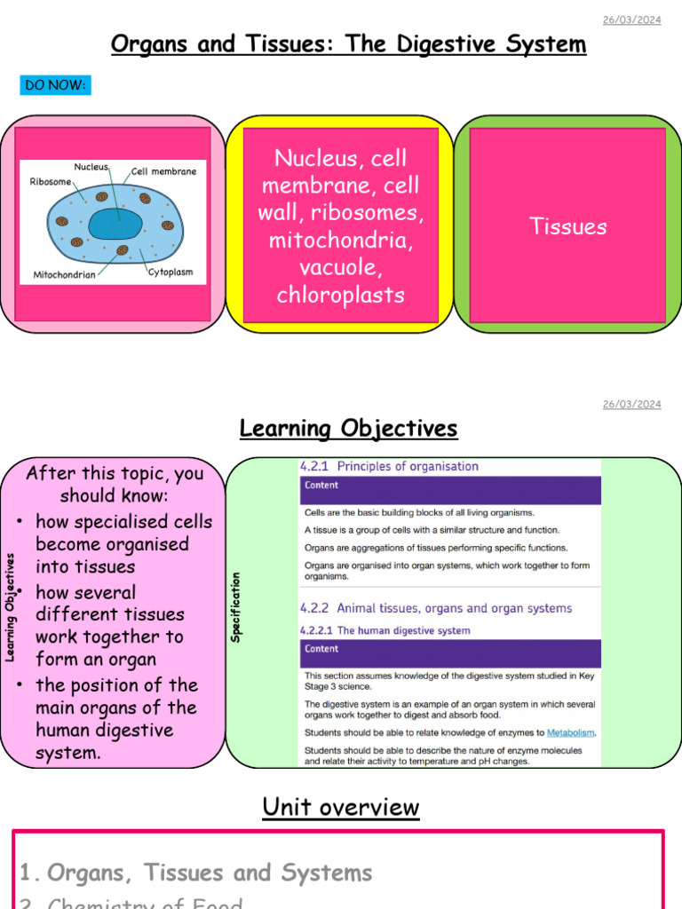 1 Organs Tissues Digestive System | PDF | Human Digestive System ...