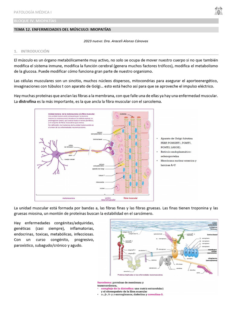 Introducción a las Miopatías | PDF | Músculo | Enfermedades y trastornos
