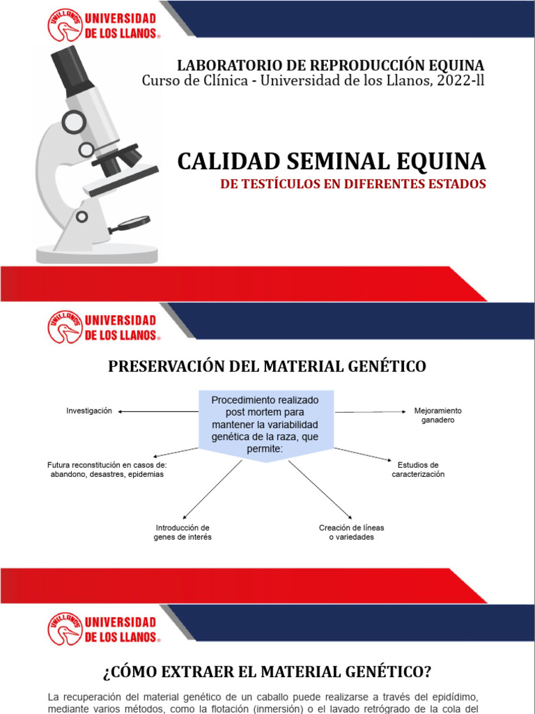 Colecta y Evaluación de Semen Del Epidídimo Equino | PDF | Semen | Tinción