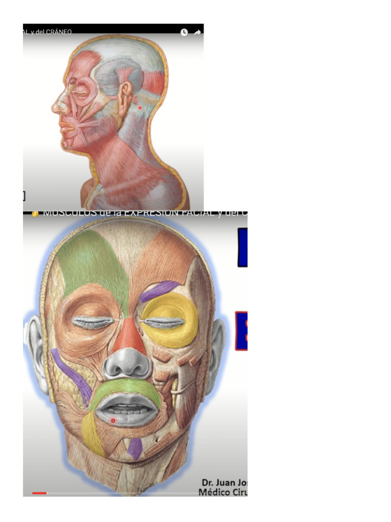 Musculos de La Expresion Facial | PDF