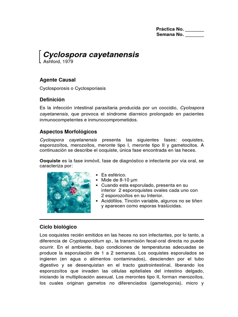 Ciclo Biológico de Cyclospora Cayetanensis | PDF | Biología
