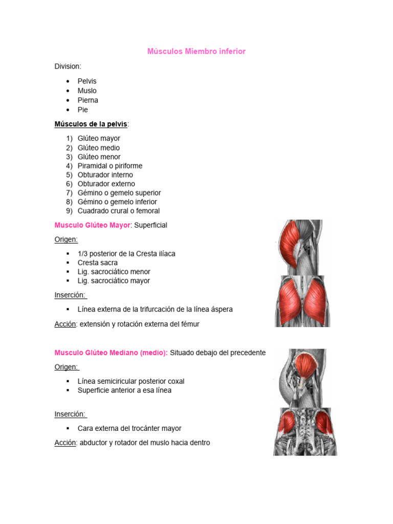 Músculos Miembro Inferior | PDF | Anatomía del miembro inferior | Sistema musculoesquelético