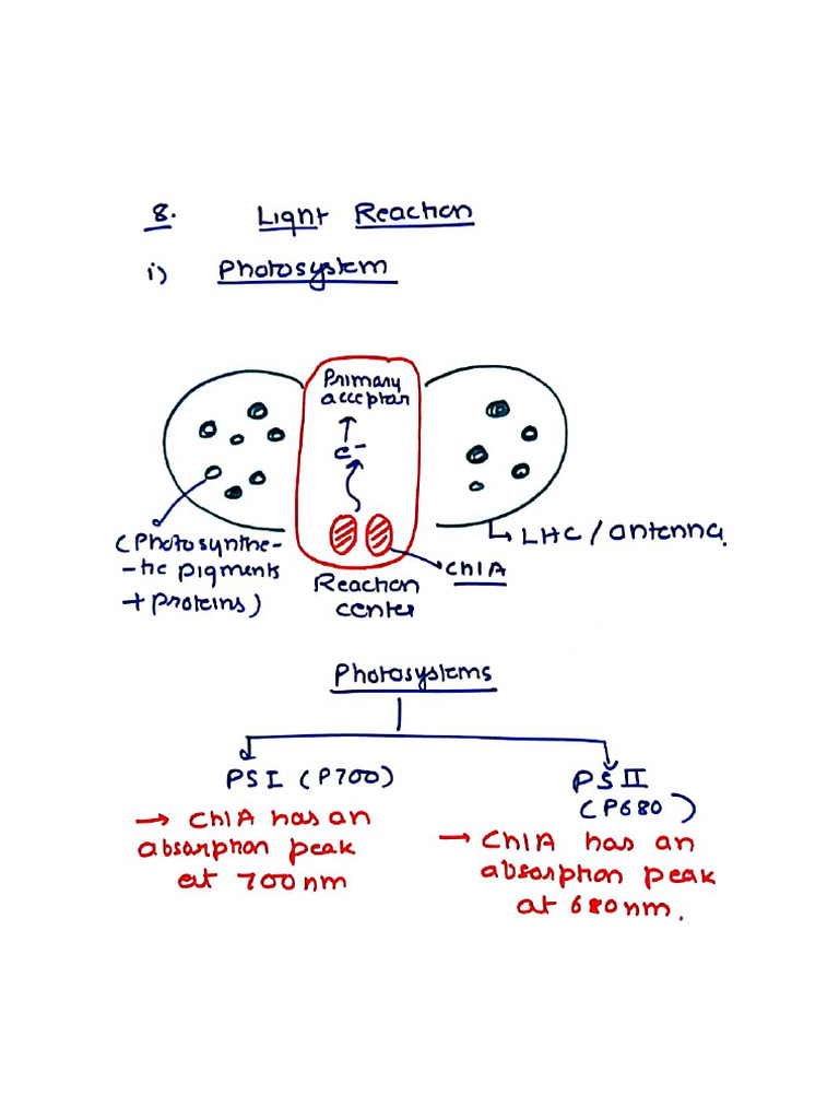Handwritten Photosynthesis | PDF