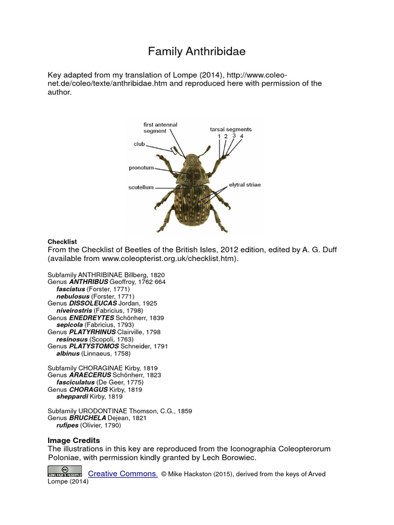 Family Anthribidae Illustrated Key | PDF