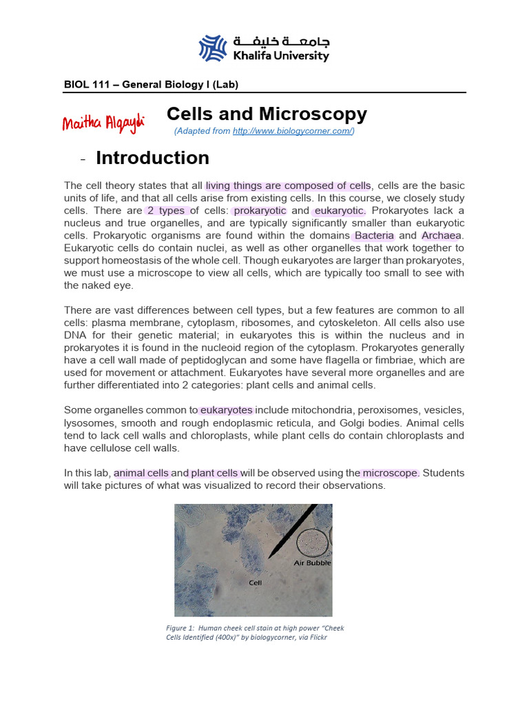 Wet Lab 2 | PDF | Cell (Biology) | Eukaryotes