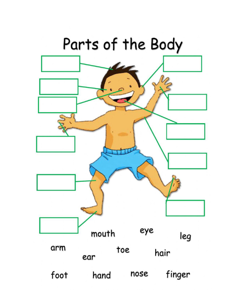 body parts, colors, days of the week, months and weather | PDF