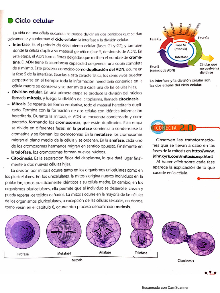 Ciclo Celular Libro | PDF