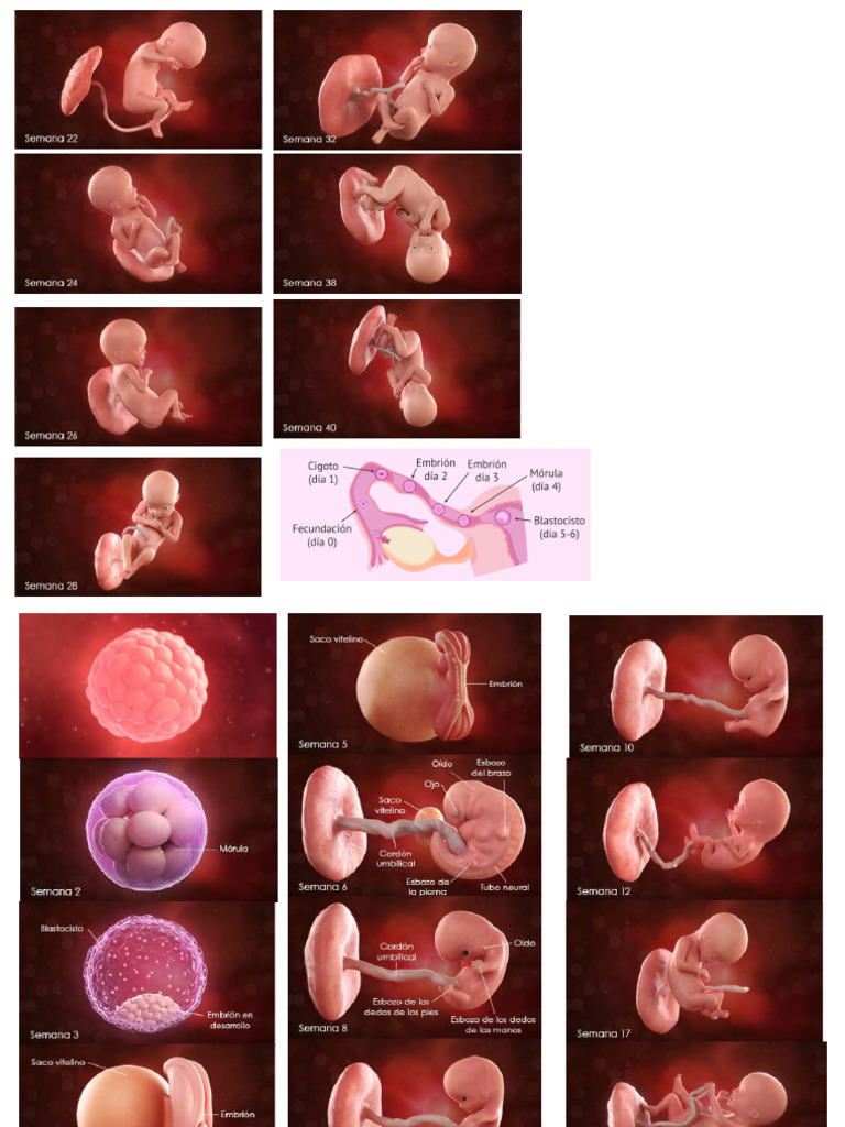 Embarazo | PDF