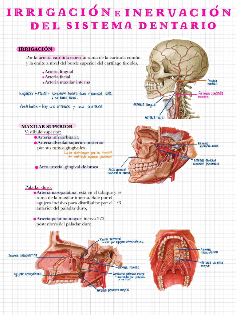 Anatomía Irrigación e Inervación | PDF | Sistema cardiovascular | Boca