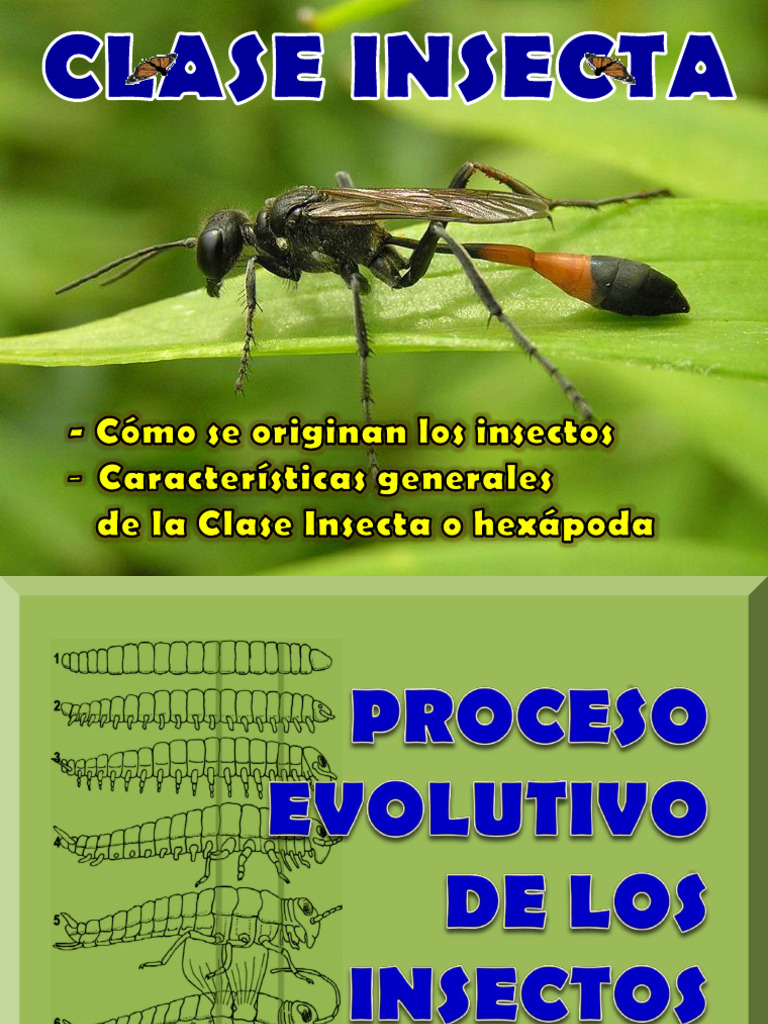 1 B CLASE INSECTA - Evolución - Exoesqueleto - Coloración | PDF | Insectos