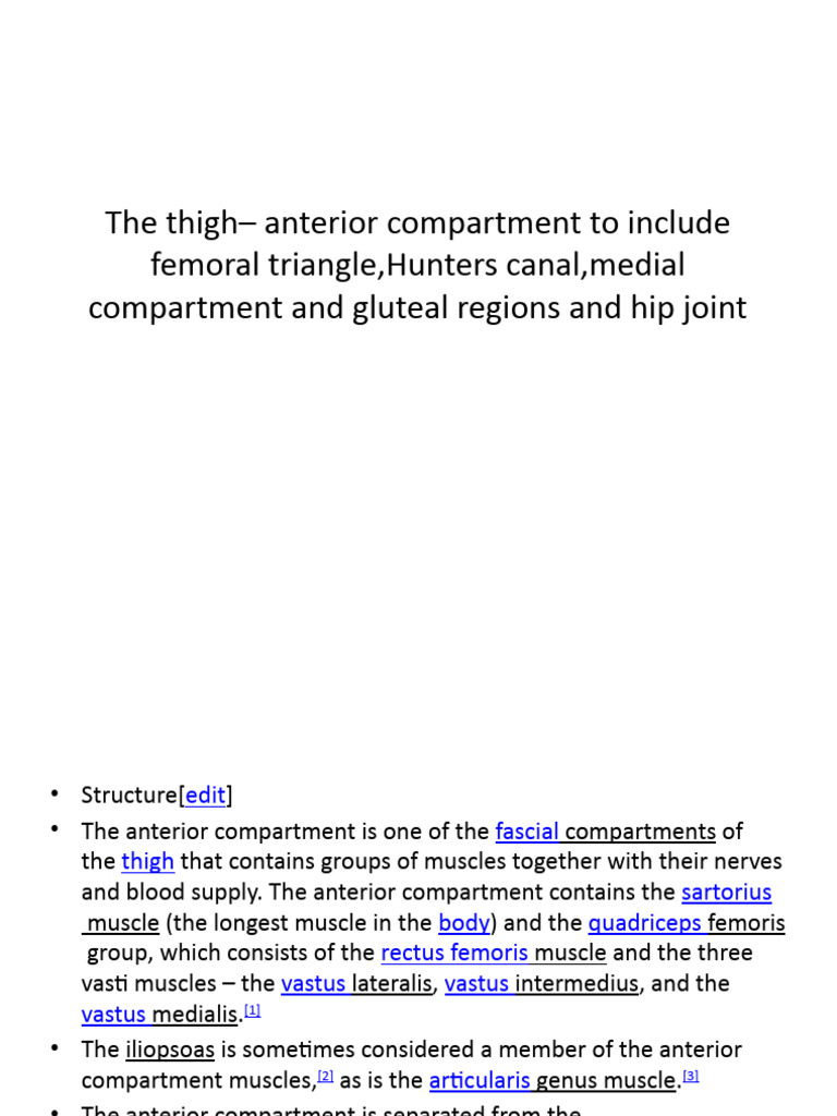 Anatomy of the Thigh Compartments | PDF | Soft Tissue | Anatomy