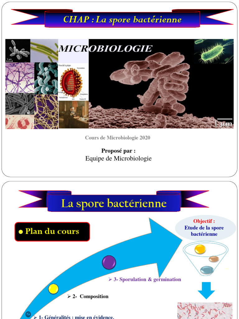 Comprendre la spore bactérienne | PDF | Spore | Noyau (biologie)