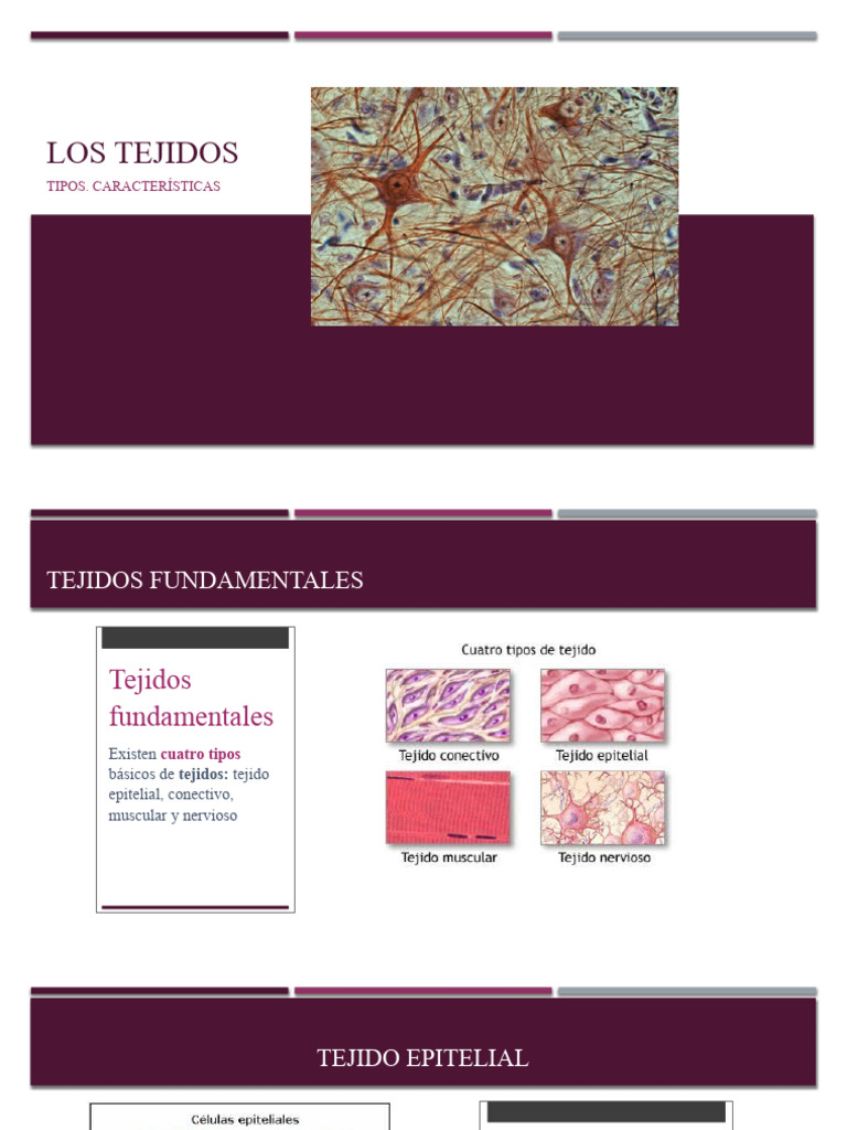 Anatomia Tejidos Pdf Tejido Conectivo Cartílago