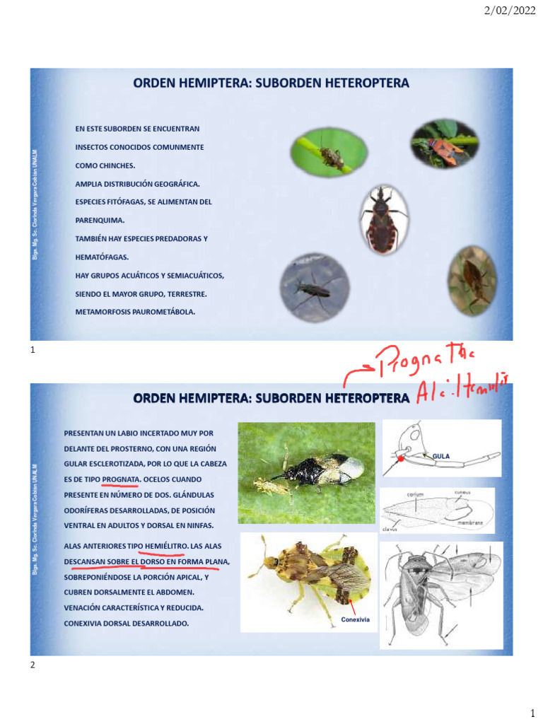 5-Hemiptera Heteroptera - Megaloptera-Neuroptera Modificad | PDF | Insectos | Hexapoda