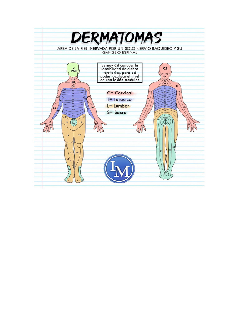 Dermatomas | PDF