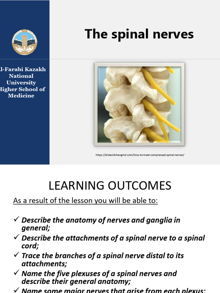 Spinal Nerve Anatomy Guide | PDF | Vertebral Column | Spinal Cord