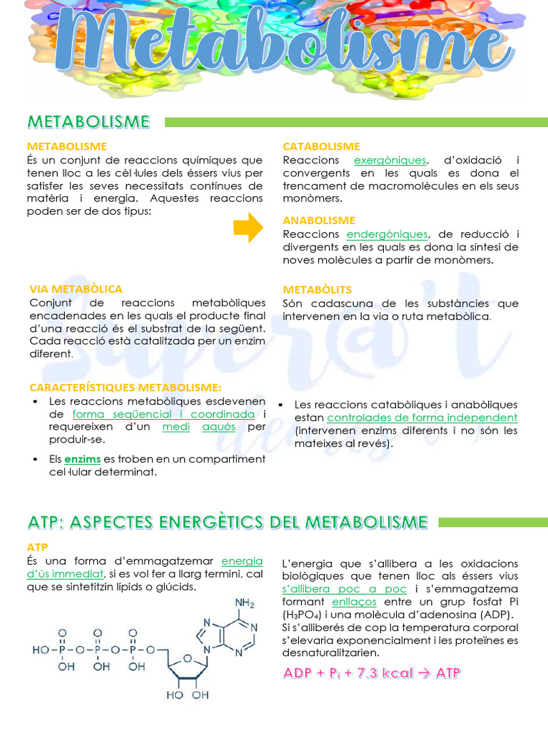 Biologia Selectivitat Apunts | PDF