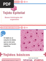 05 Tejidos Epiteliales III Especializaciones Del Dominio Basolateral ...