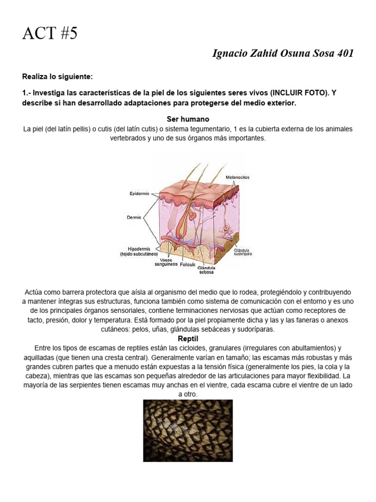 Act - 5 y 6 Osuna 3er Parcial | PDF | Pulmón | Piel