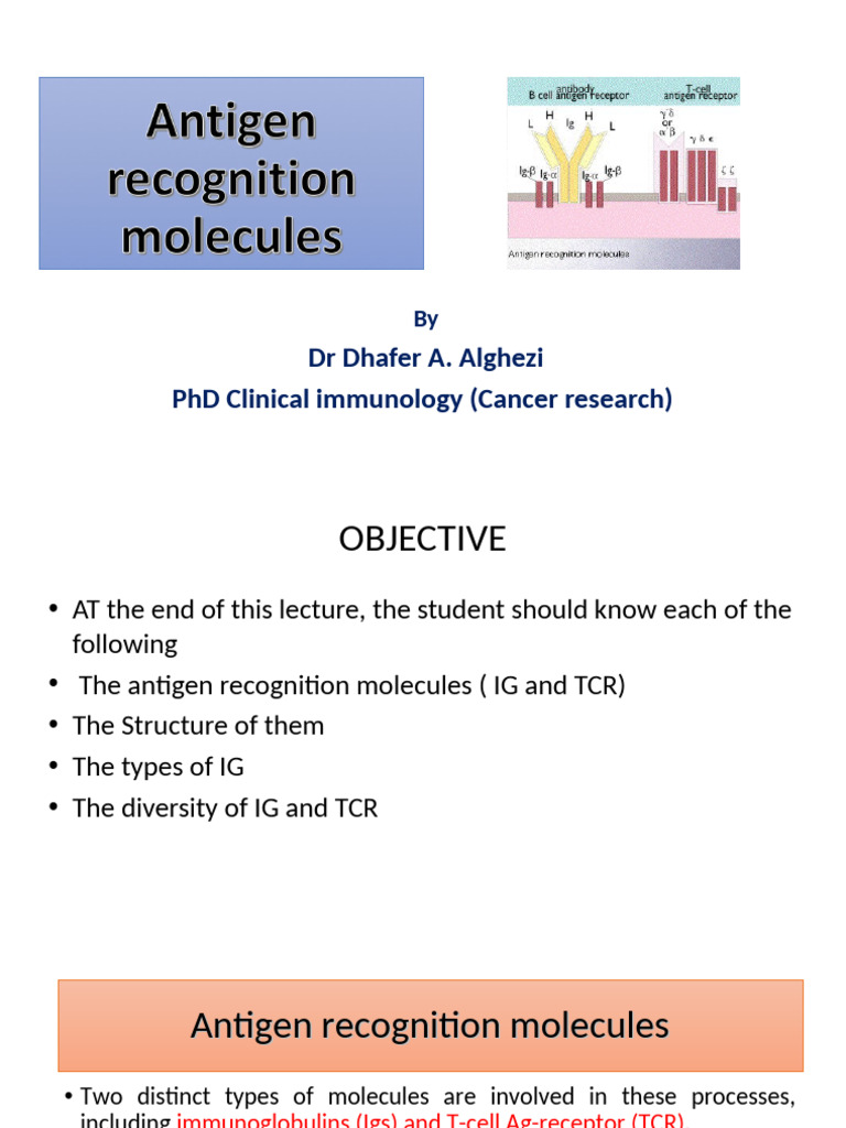 MIC - Dr. Dafer - Antigen Recognition Molecules - Lec 3 | PDF ...