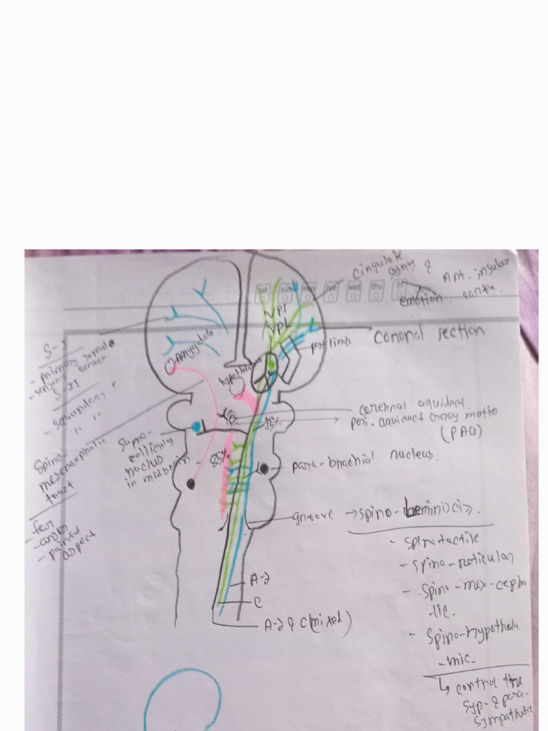 Pain Pathway | PDF