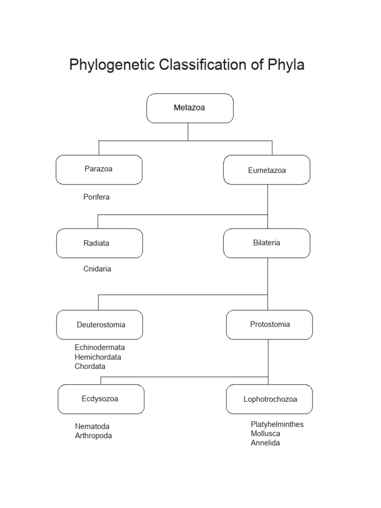 Phyla Classification | PDF