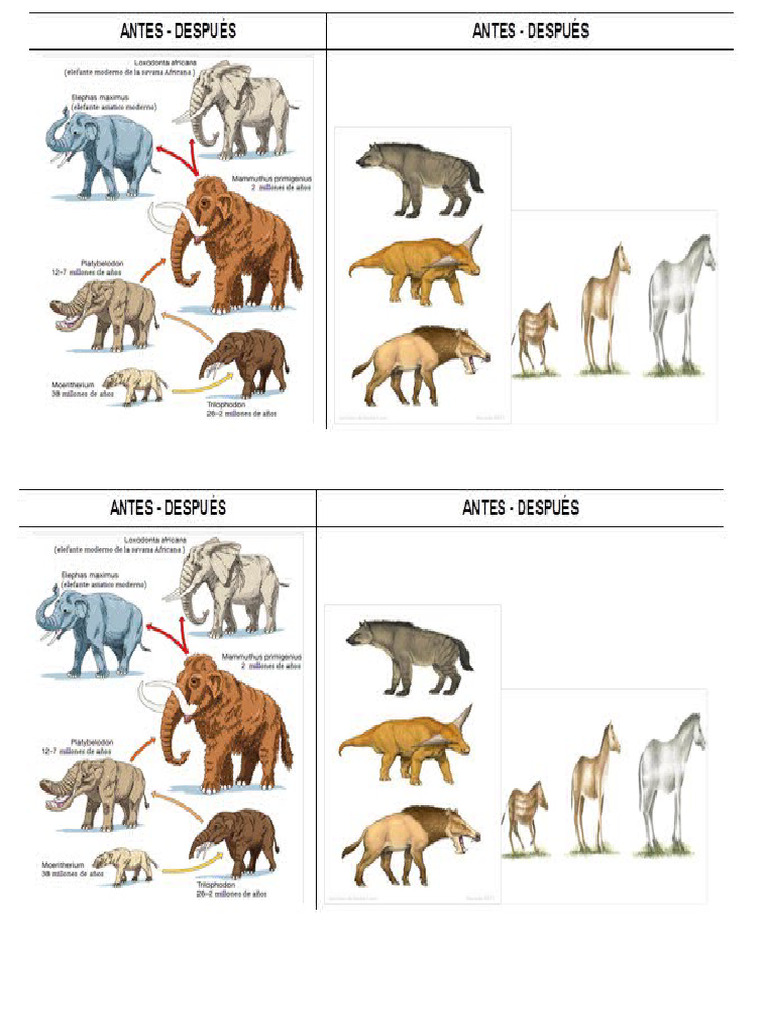 evolucion de los animales | PDF