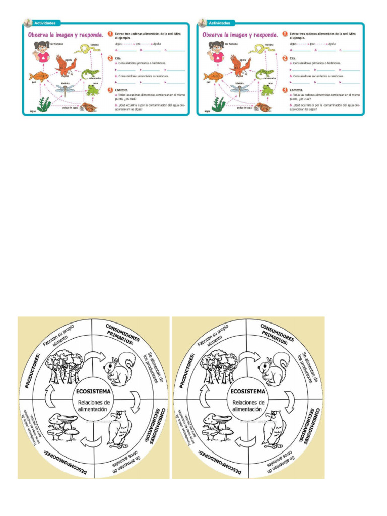 Actividad Niveles Trof. 7 | PDF