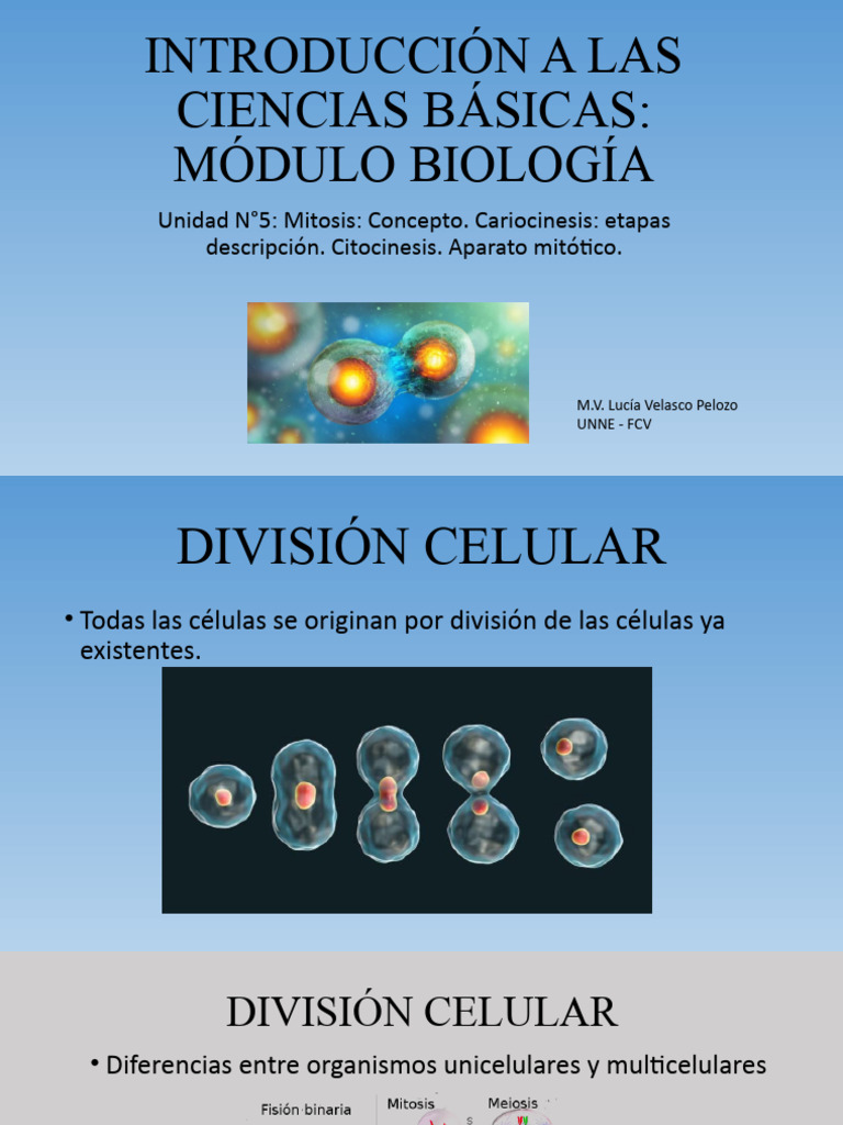 Clase Biología 12 | PDF | Mitosis | Cromosoma