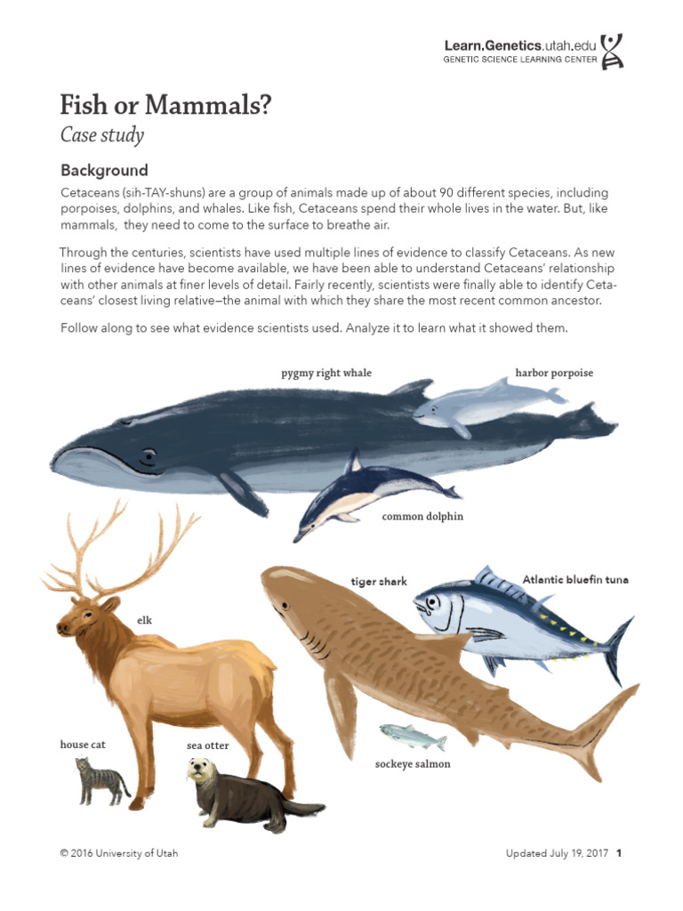 Cetaceans Case-Study | Download Free PDF | Cetacea | Anatomy