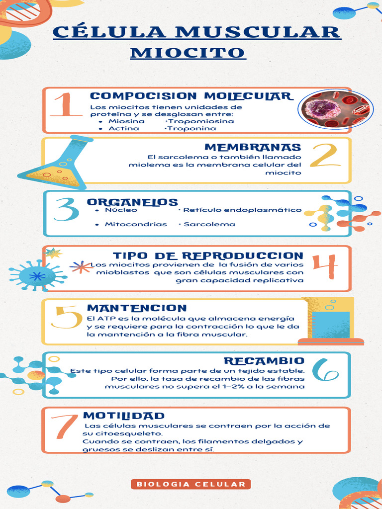 Infografía Miocito - 20240325 - 103544 - 0000 | PDF