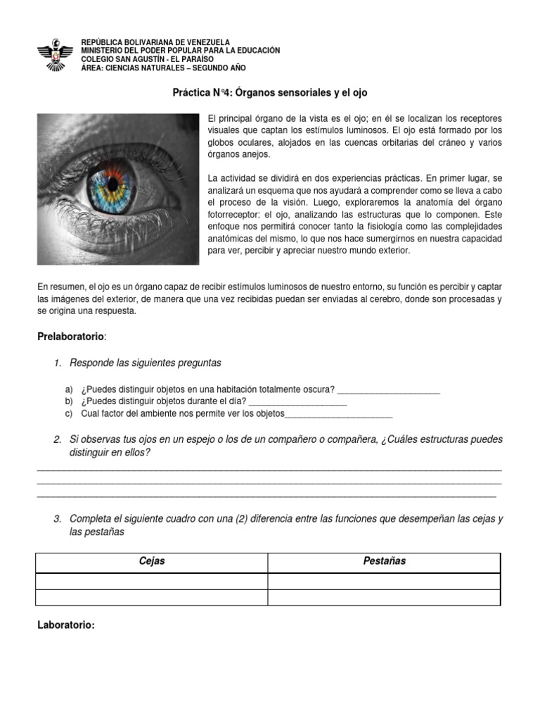 Práctica N°4 - Los Órganos Receptores y El Ojo | PDF | Ojo | Ojo humano