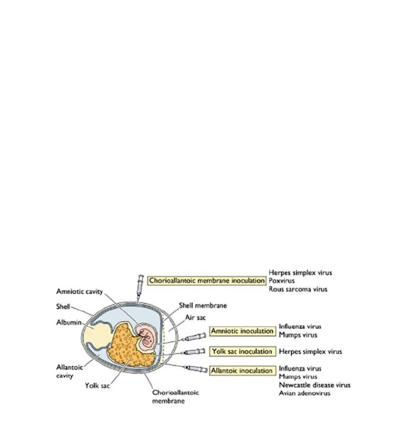 Embryonated Egg | PDF
