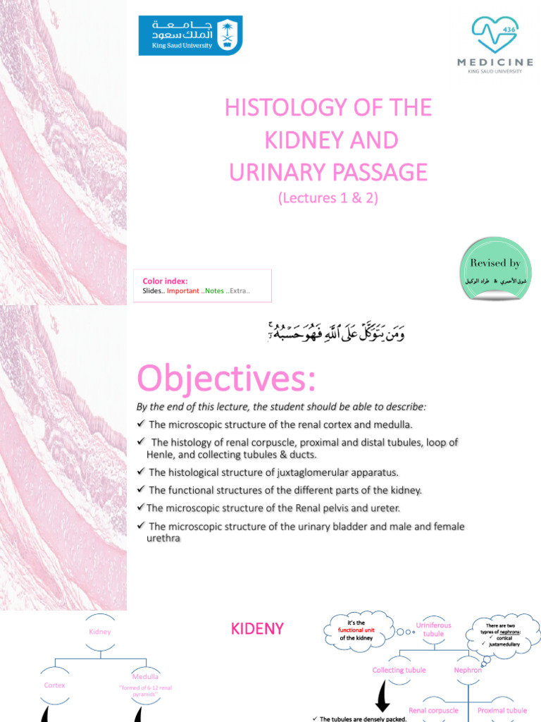 1,2-Histology of the Kidney and Urinary Passage | PDF | Morphology ...