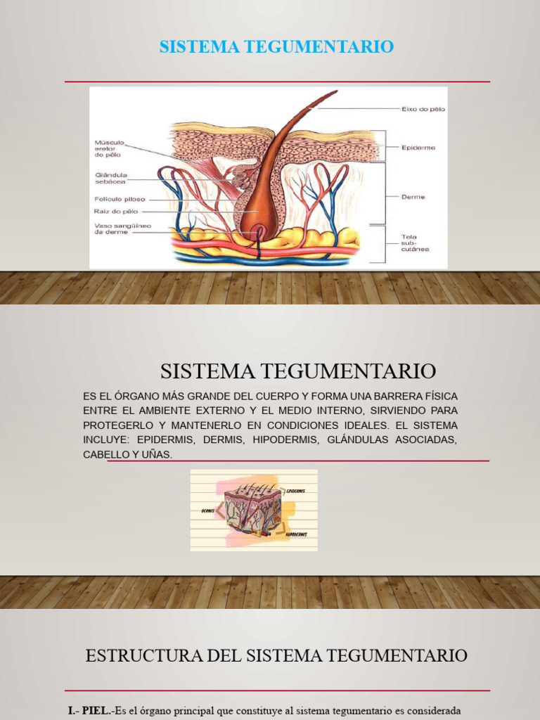 Sistema Tegumentario | PDF | Sistema tegumentario | Piel