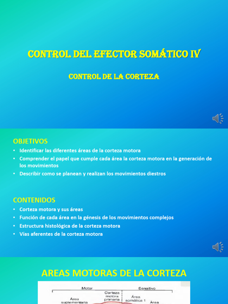 CLASE 21 CONTROL DEL EFECTOR SOMATICO IV. Control de La Corteza | PDF ...