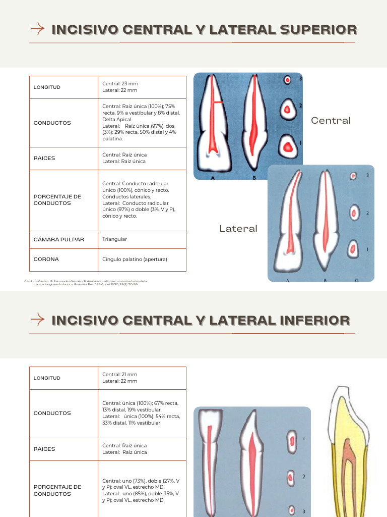 Anatomia Radicular | PDF | Anatomia dental | Diente