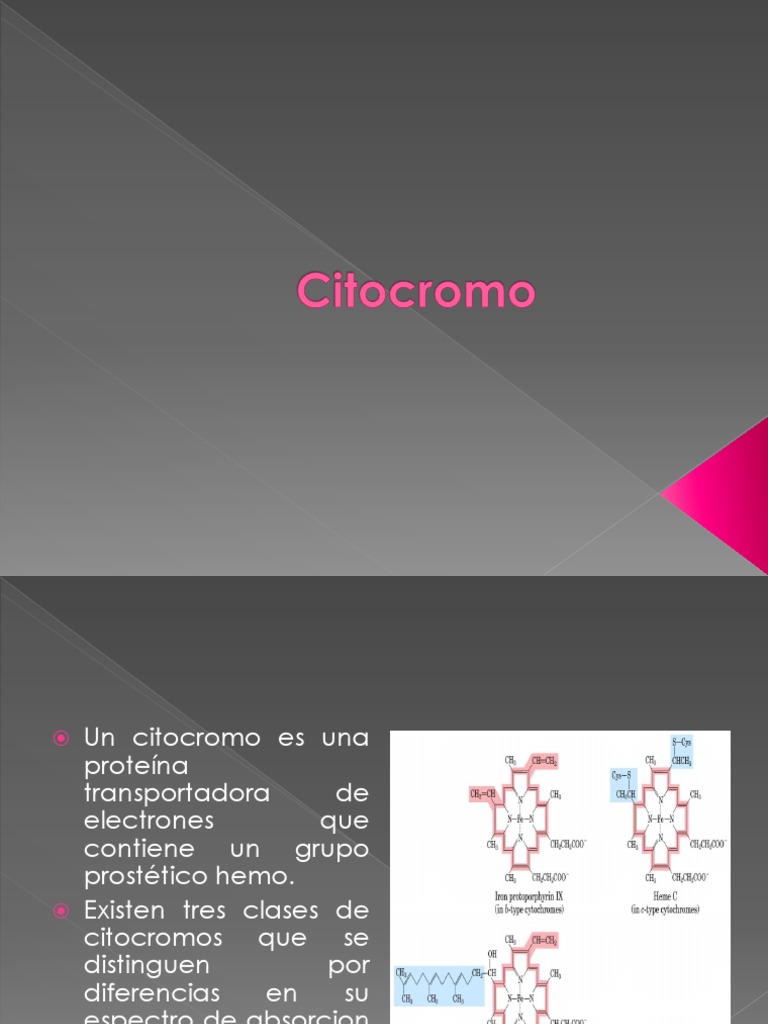Citocromos: Función y Tipos | PDF | Citocromo C | Citocromo