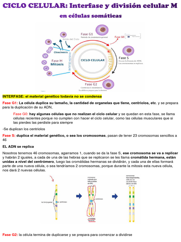 CICLO CELULAR Interfase y Mitosis | PDF | Mitosis | Anatomía Celular