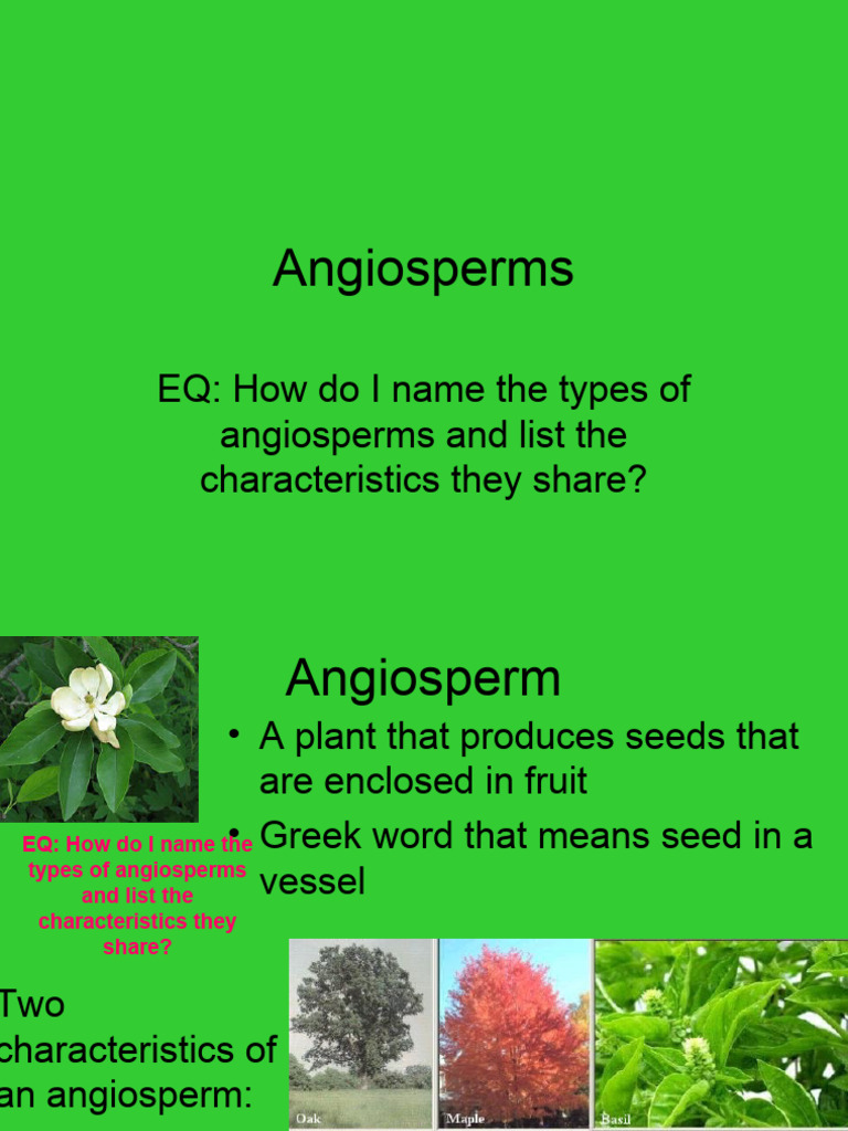 5 3 Angiosperms | PDF