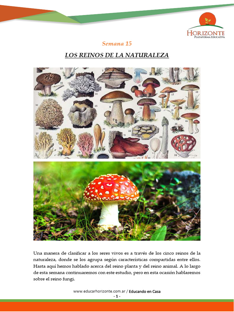 Semana 15 El Reino Fungi | Descargar gratis PDF | Hongo | Organismos