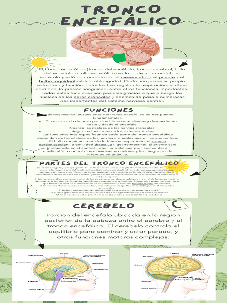 Tronco Encefálico y Cerebelo Fatima Aguilar | PDF | Cerebelo | Cerebro
