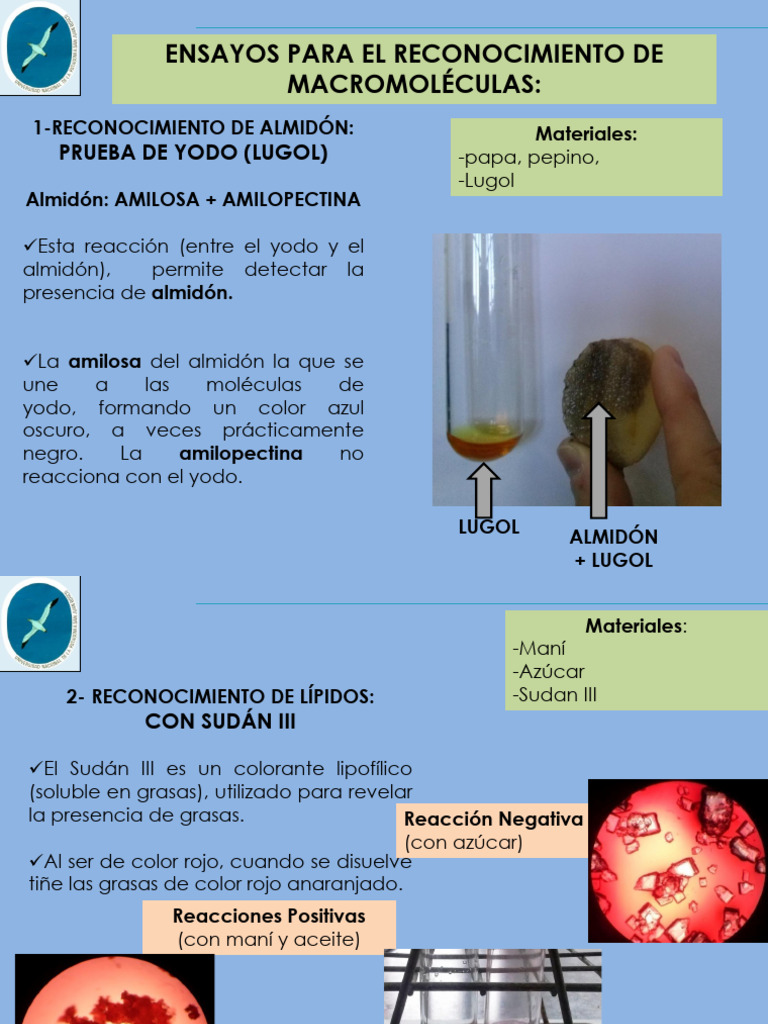 Apunte de Microscopia y Reconocimiento de Biomoléculas | PDF | Almidón ...