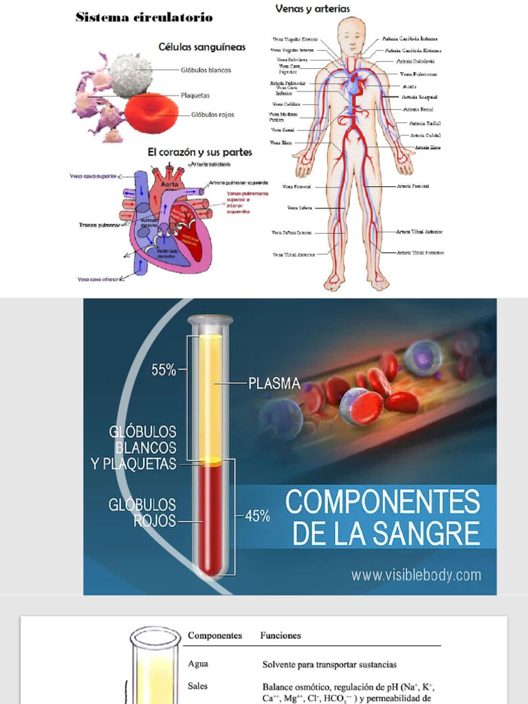 Sangre Cardio Pdf Corazón Ventrículo Corazón