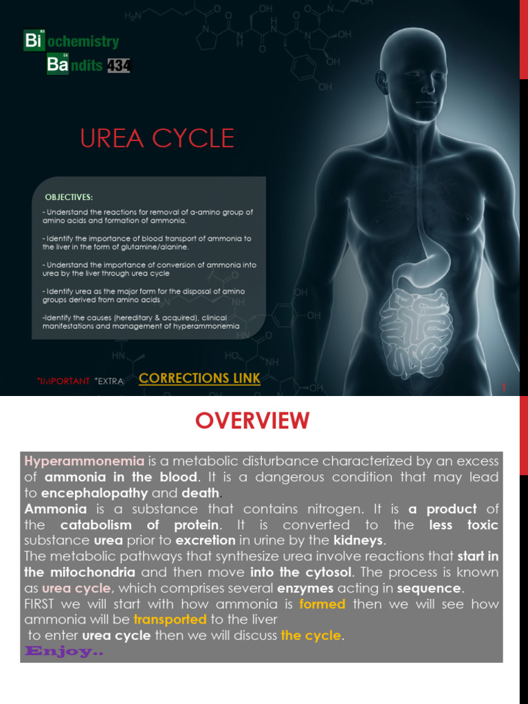 Urea Cycle3 | PDF | Alanine | Transaminase