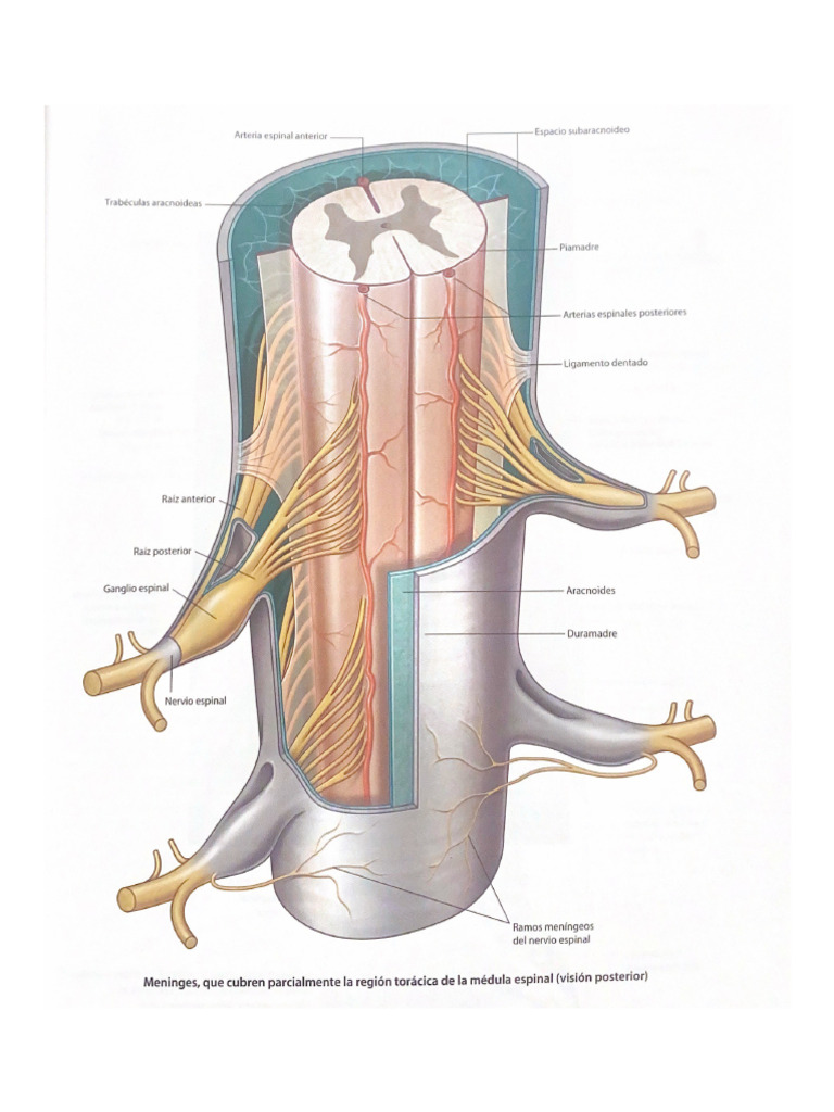 Médula Espinal | PDF