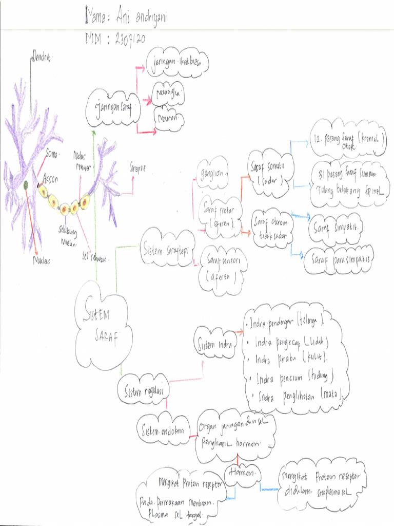 Mindmap Sistem Syaraf Ani Andriyani | PDF
