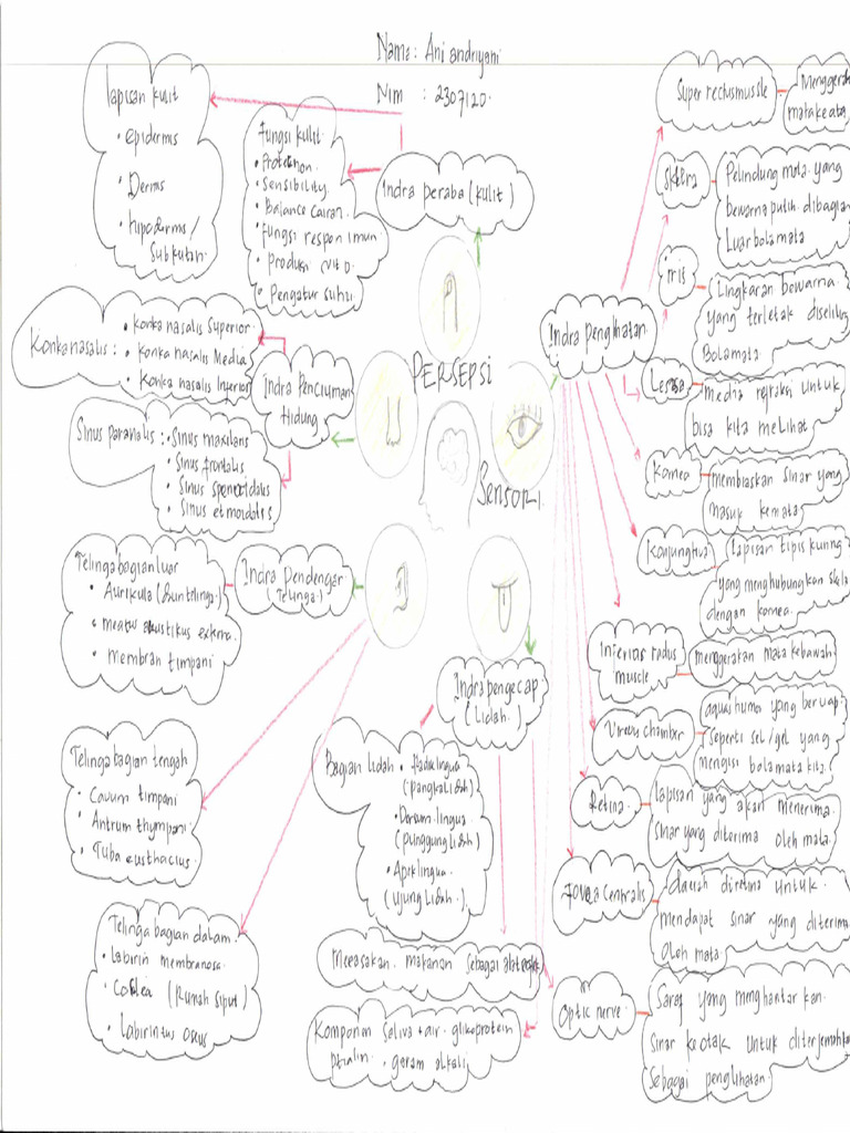 Mindmap Persepsi Sensori Ani Andriyani | PDF
