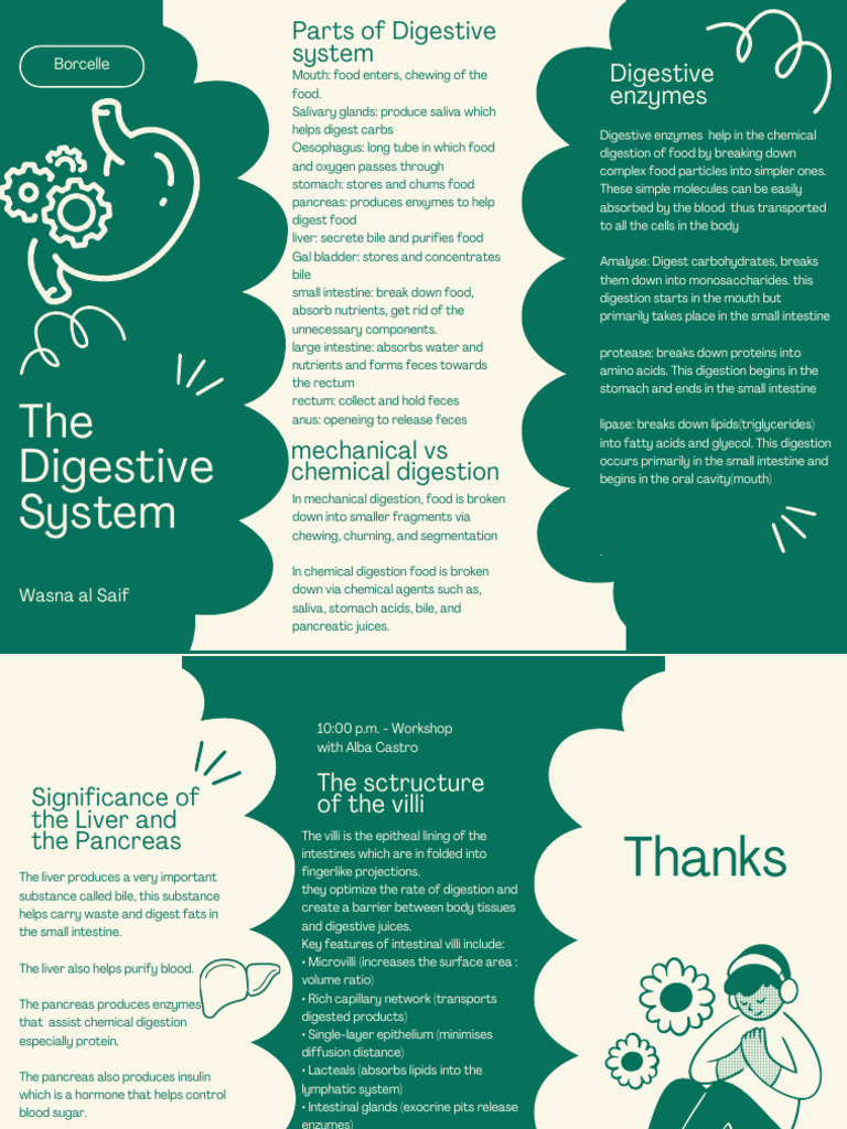 Digestive System Overview and Functions | PDF | Digestion | Small Intestine