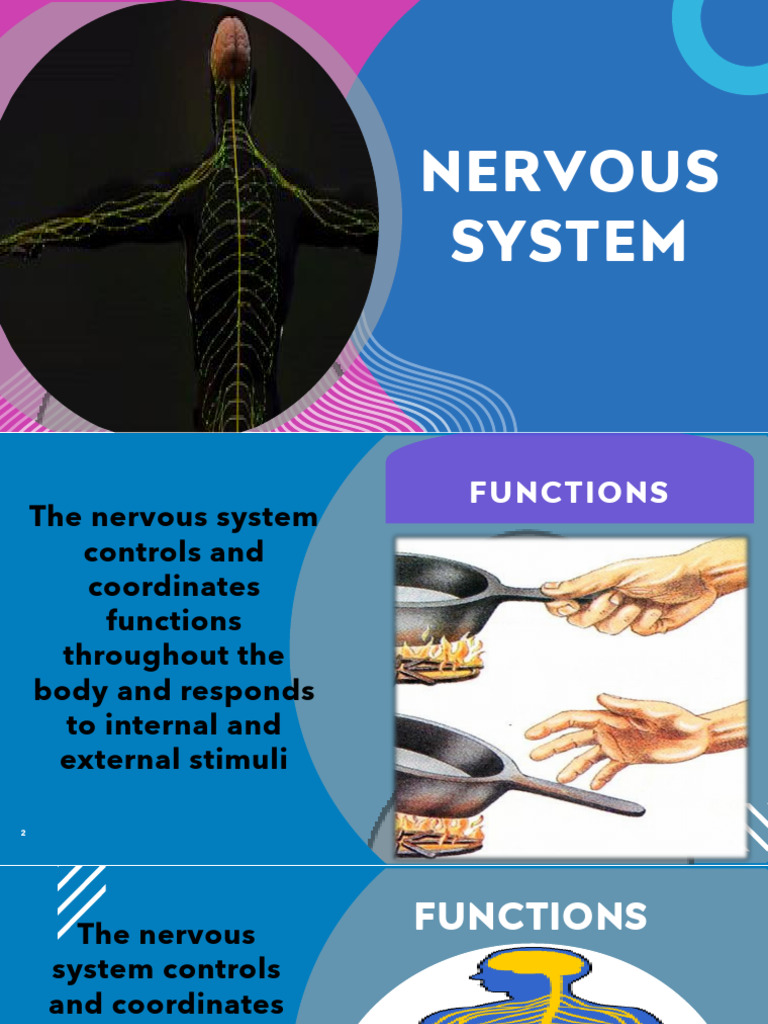 Week-1-Nervous-System | PDF | Nervous System | Motor Neuron